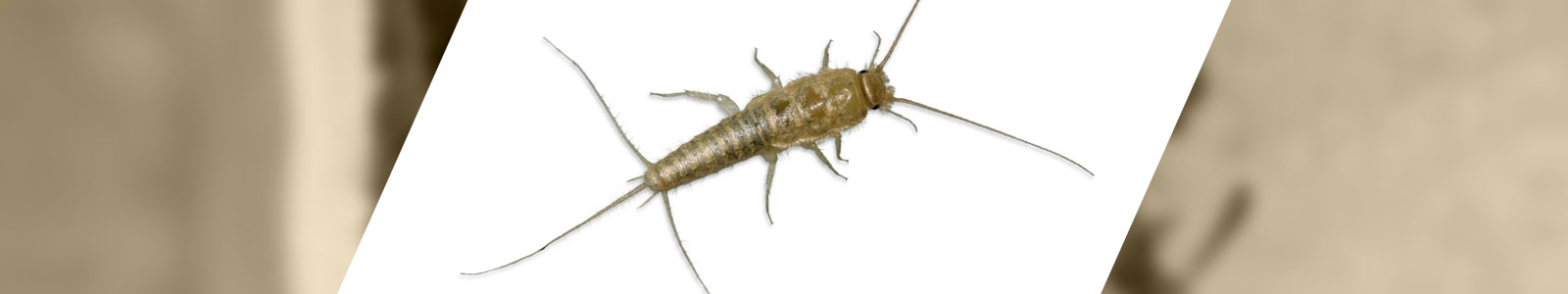 Zilvervisjesbestrijding - Suurd ongediertebestrijding